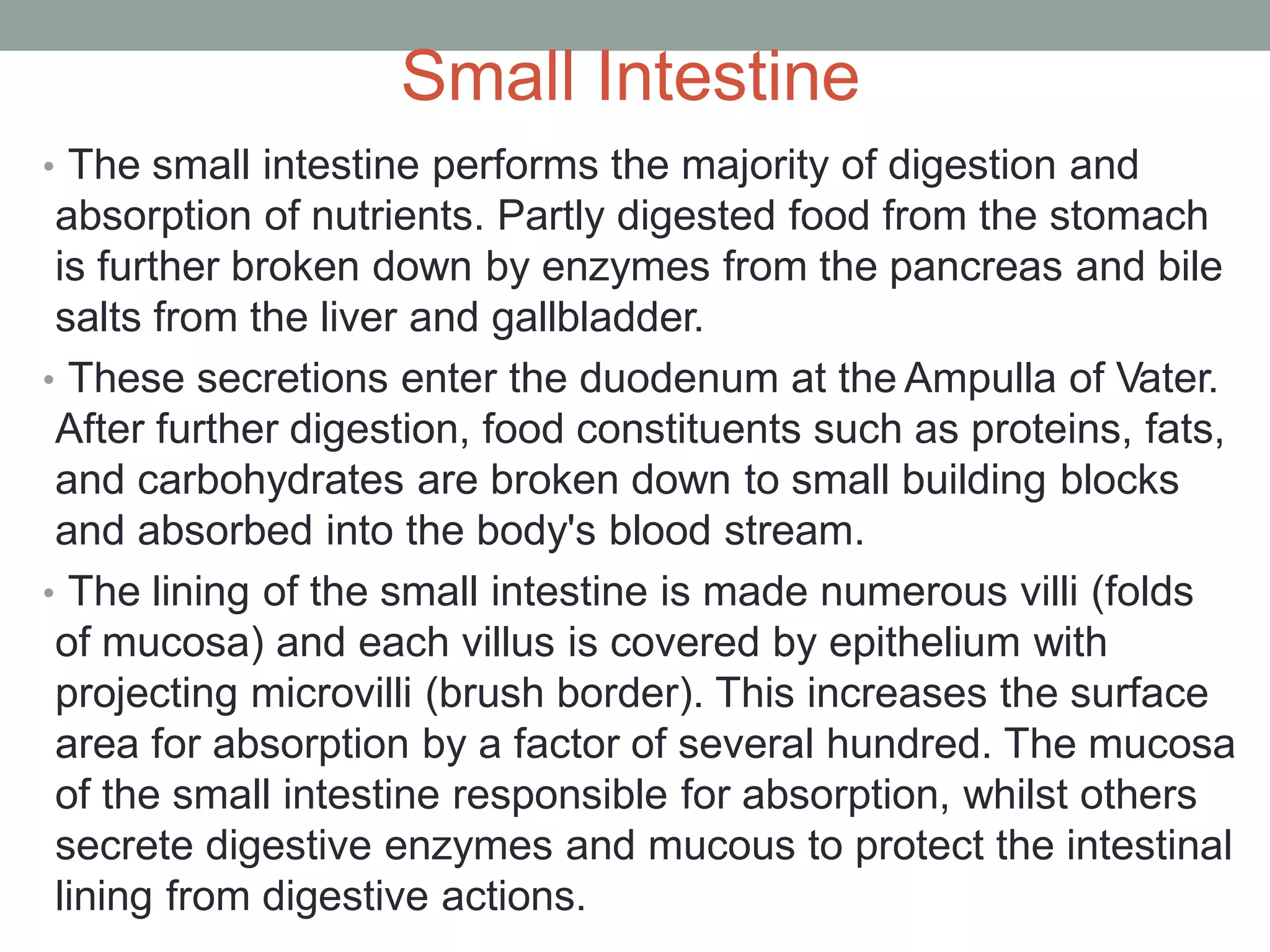 Physiology of human digestive system | PPTX