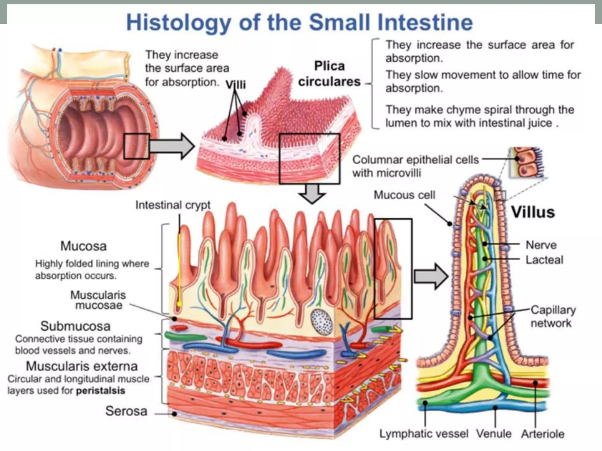 Physiology of human digestive system | PPTX