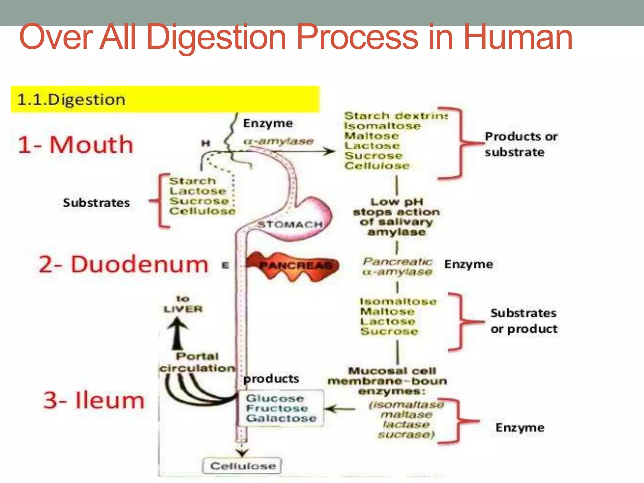 Physiology of human digestive system | PPTX