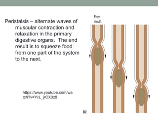 Physiology of human digestive system | PPTX