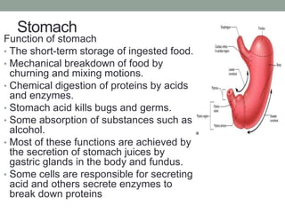 Physiology of human digestive system | PPTX