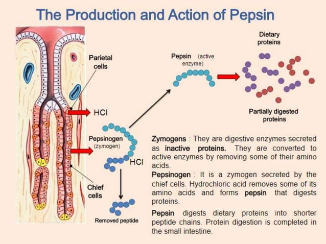 Physiology of human digestive system | PPTX