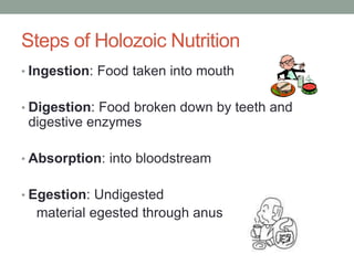 Physiology of human digestive system | PPTX