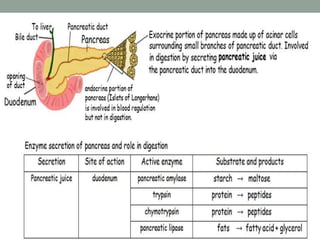 Physiology of human digestive system | PPTX