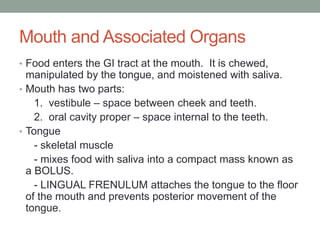 Physiology of human digestive system | PPTX