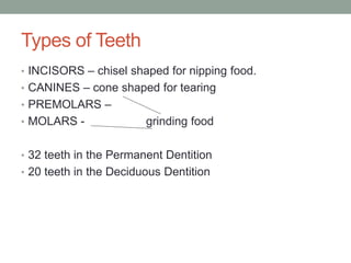 Physiology of human digestive system | PPTX