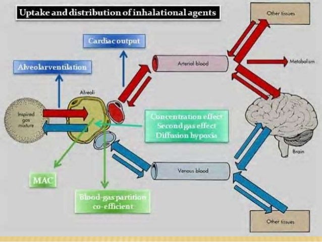 Physiology of inhalational anaesthetic agents
