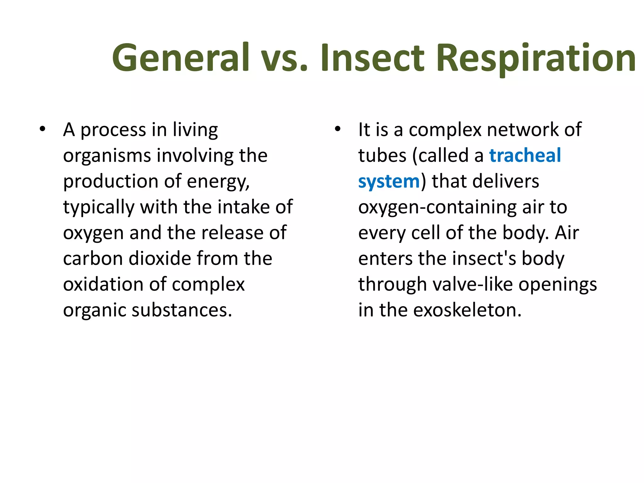 Physiology of insect respiration | PPTX