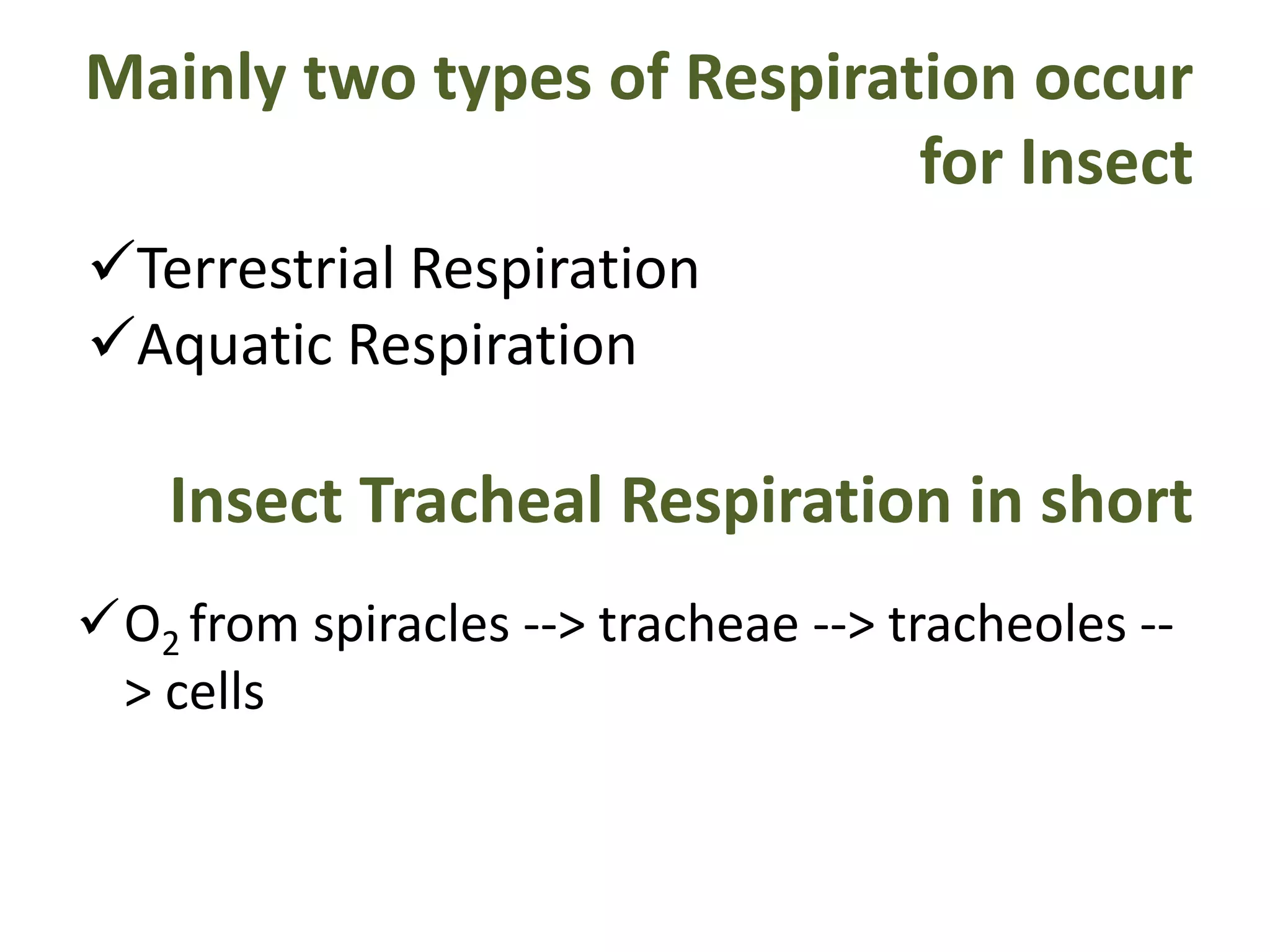 Physiology of insect respiration | PPTX