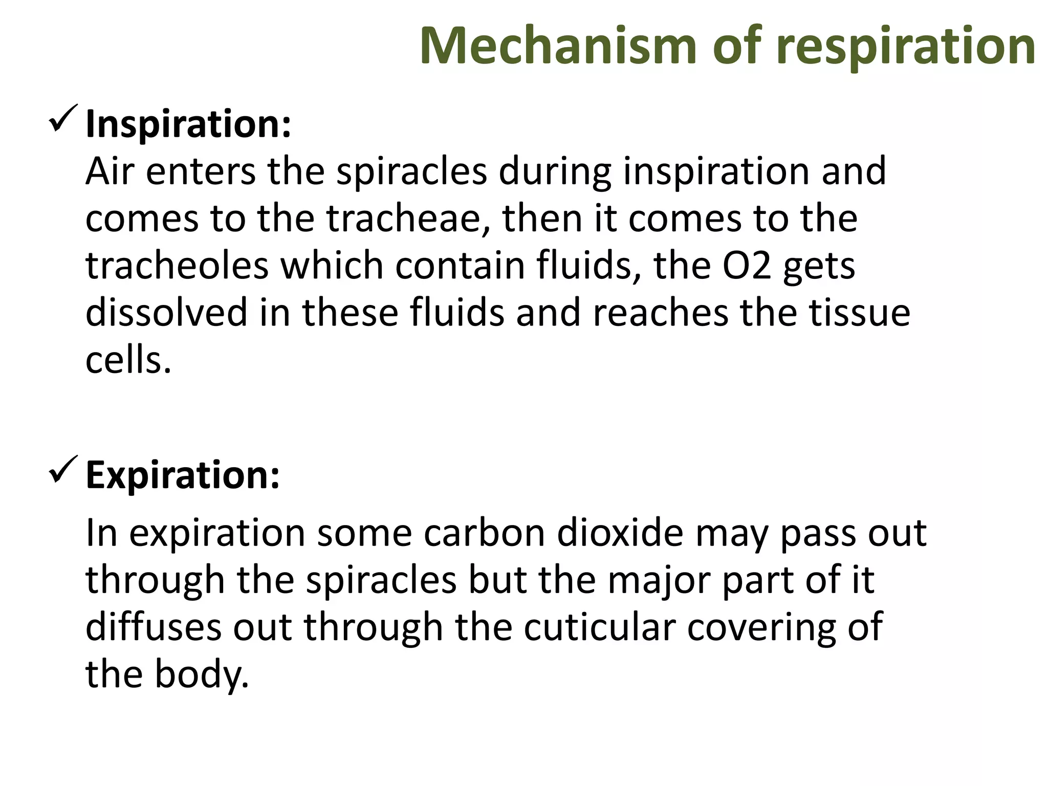 Physiology of insect respiration | PPTX
