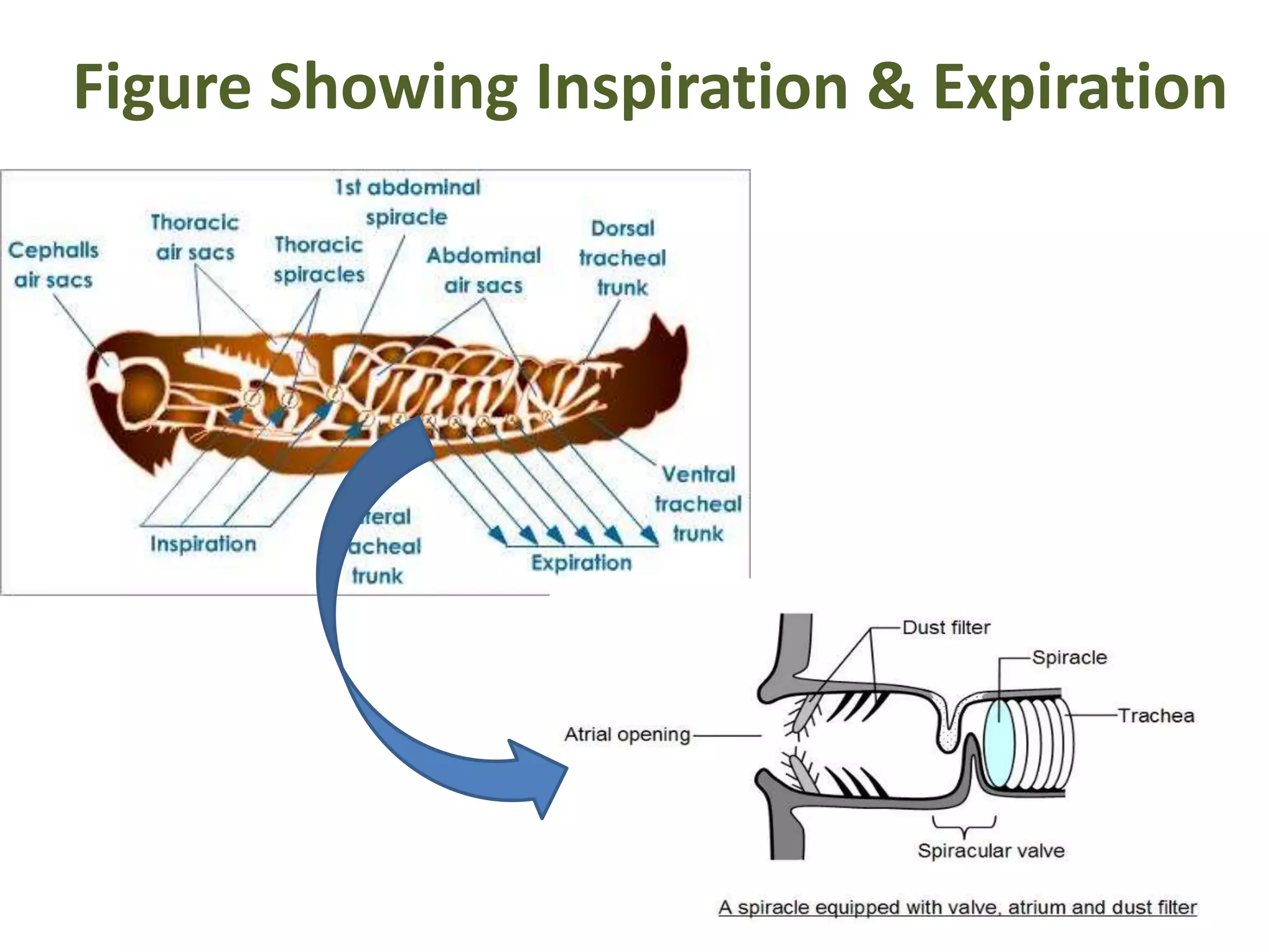 Physiology of insect respiration | PPTX