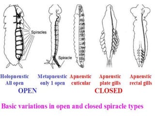 Physiology of insect respiration | PPTX
