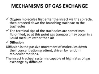 Physiology of insect respiration | PPTX