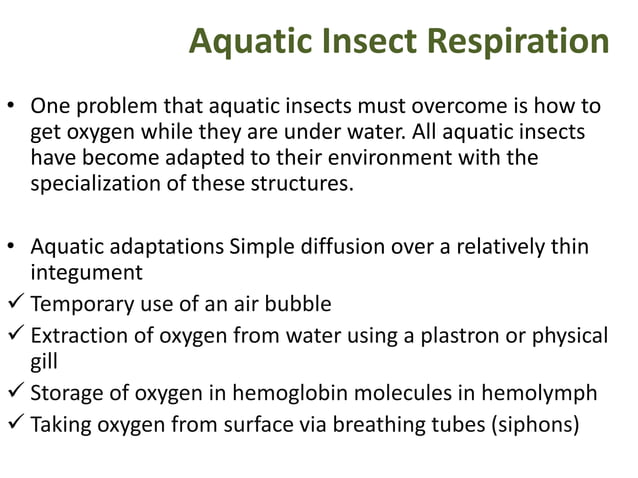 Physiology of insect respiration | PPTX | Lung and Respiratory Health ...