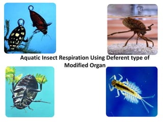 Physiology of insect respiration | PPTX