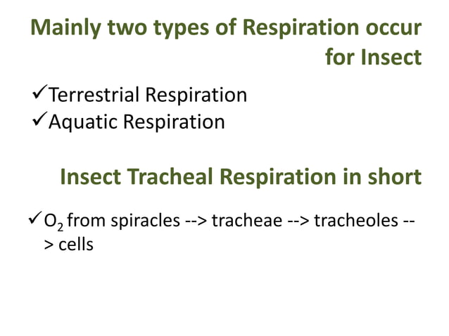Physiology of insect respiration | PPTX | Lung and Respiratory Health ...
