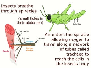 Physiology of insect respiration | PPTX