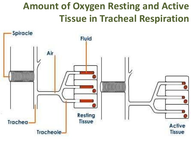 Physiology of insect respiration