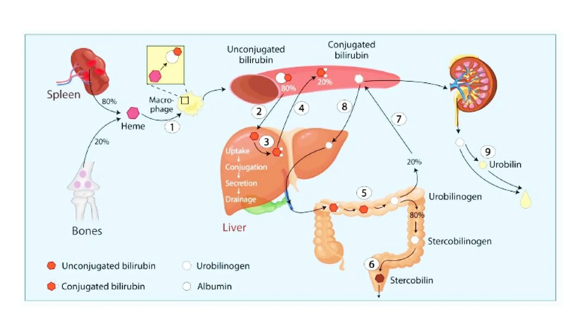 Physiology of Jaundice for Medical Students .pptx
