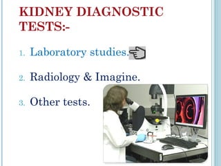Physiology of kidney | PPT