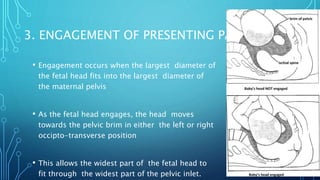 The physiology of labour in obstetrics and gynecology | PPTX