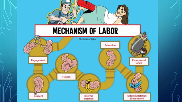 The physiology of labour in obstetrics and gynecology | PPTX