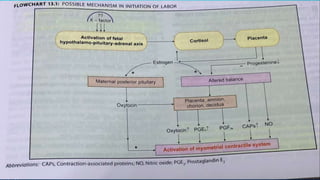 Physiology of labor | PPTX