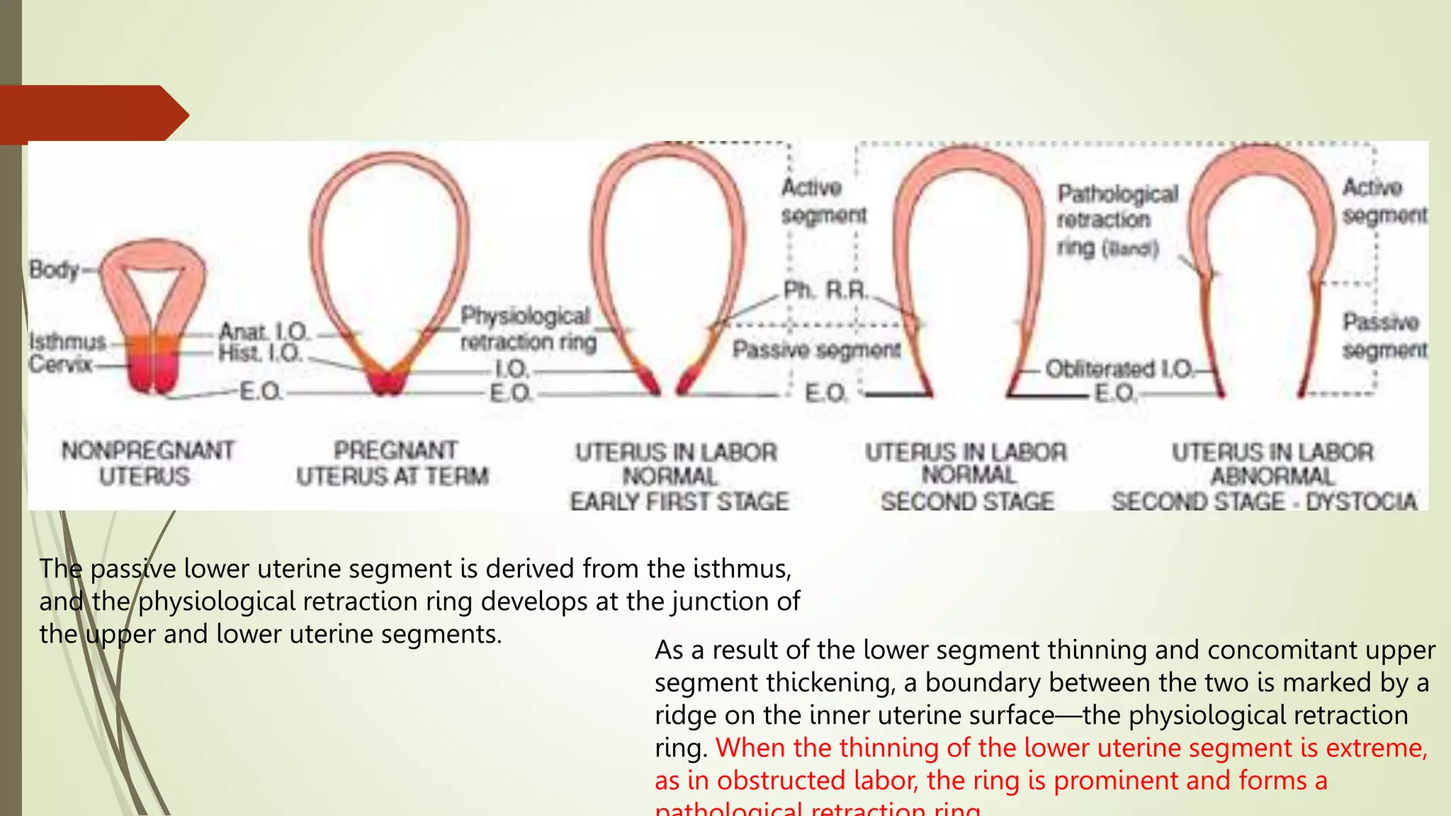 physiology of labour.pptx | Pregnancy | Reproductive Health