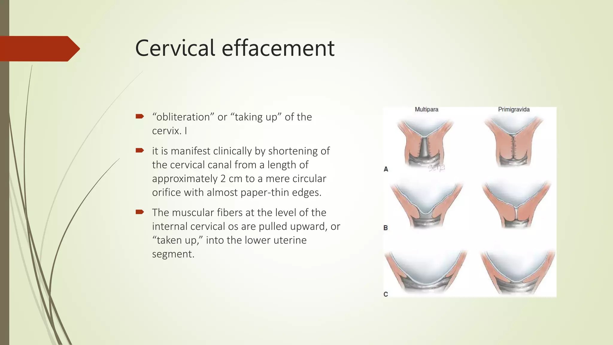 physiology of labour.pptx