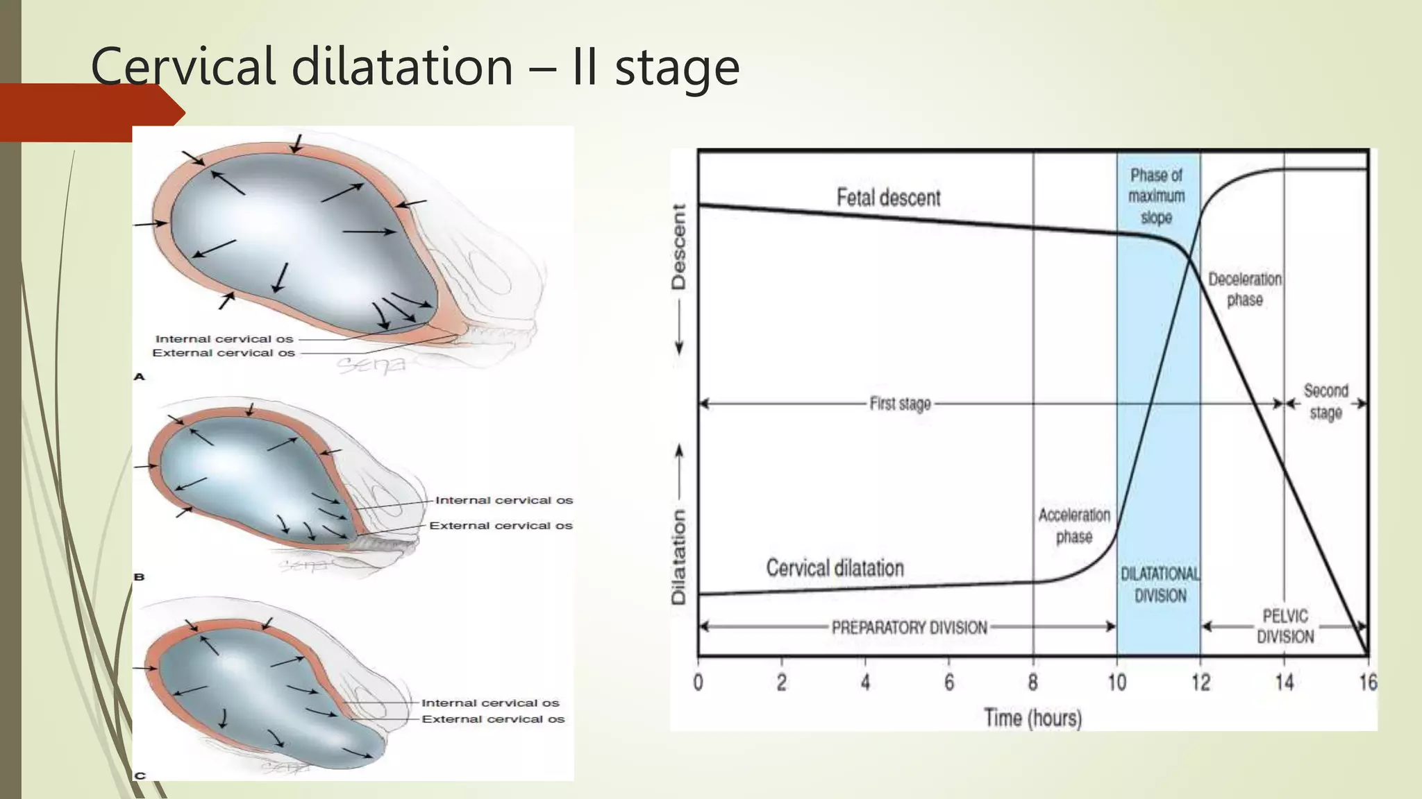 physiology of labour.pptx | Pregnancy | Reproductive Health