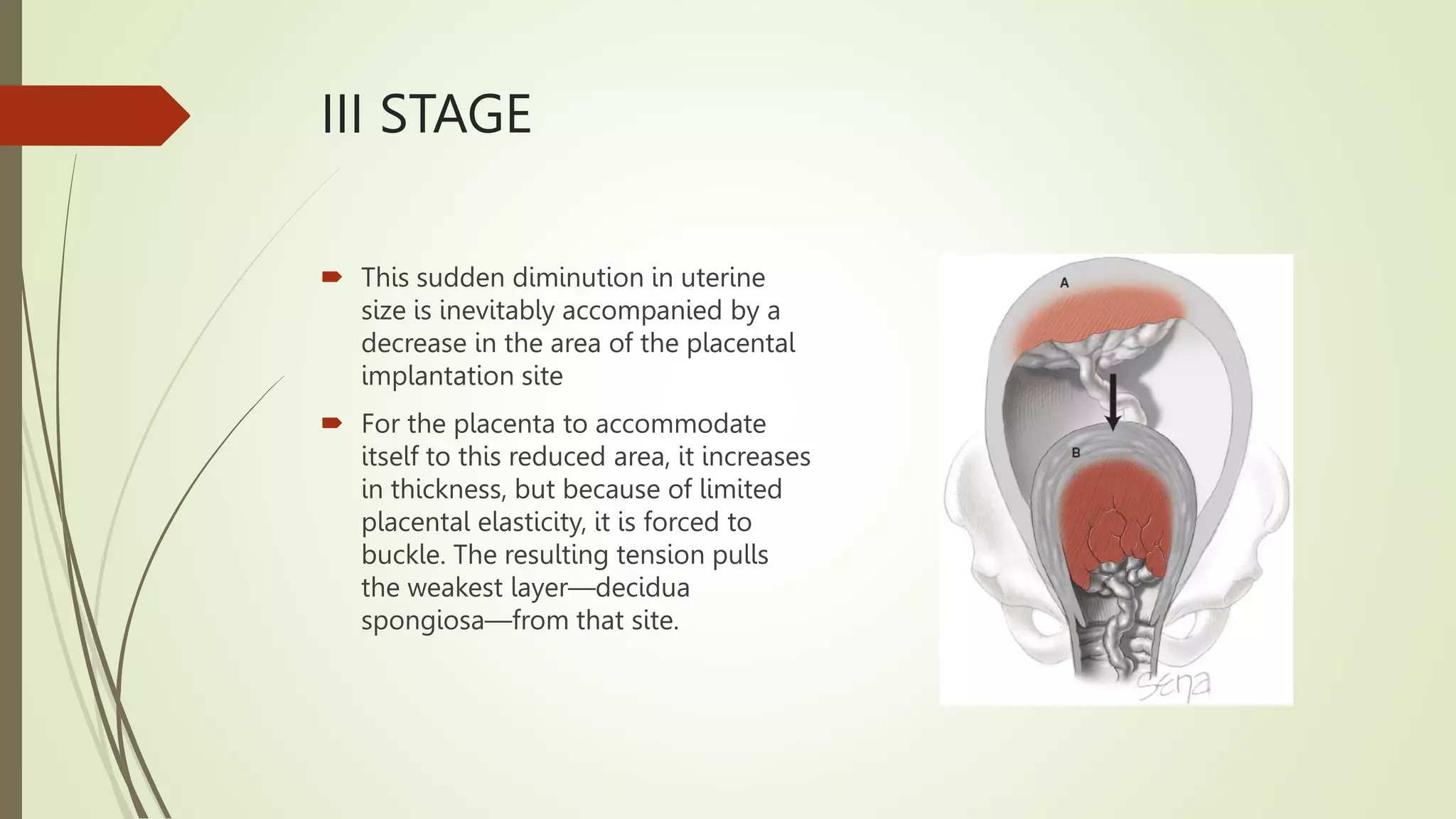 physiology of labour.pptx | Pregnancy | Reproductive Health