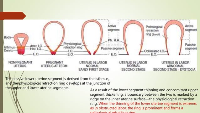 physiology of labour.pptx | Pregnancy | Reproductive Health