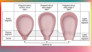 (Normal Mechanism)physiology of labour.pptx