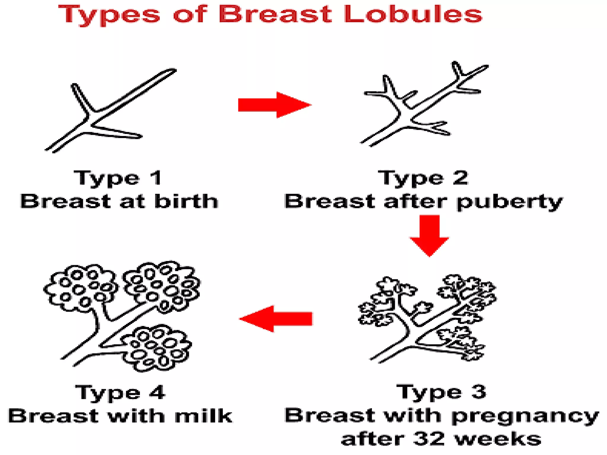 Physiology of lactation | PPTX