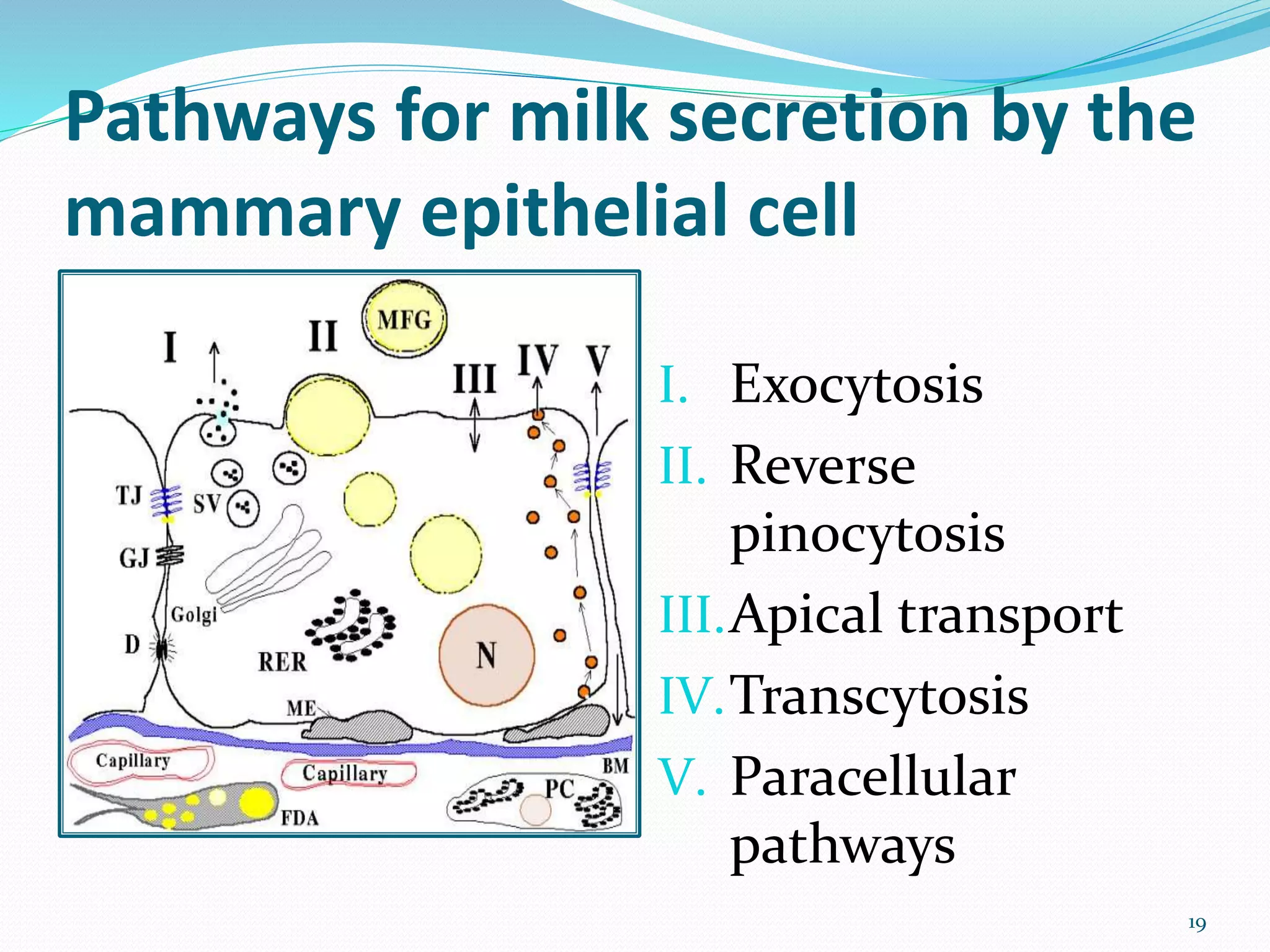 Physiology of lactation | PPTX