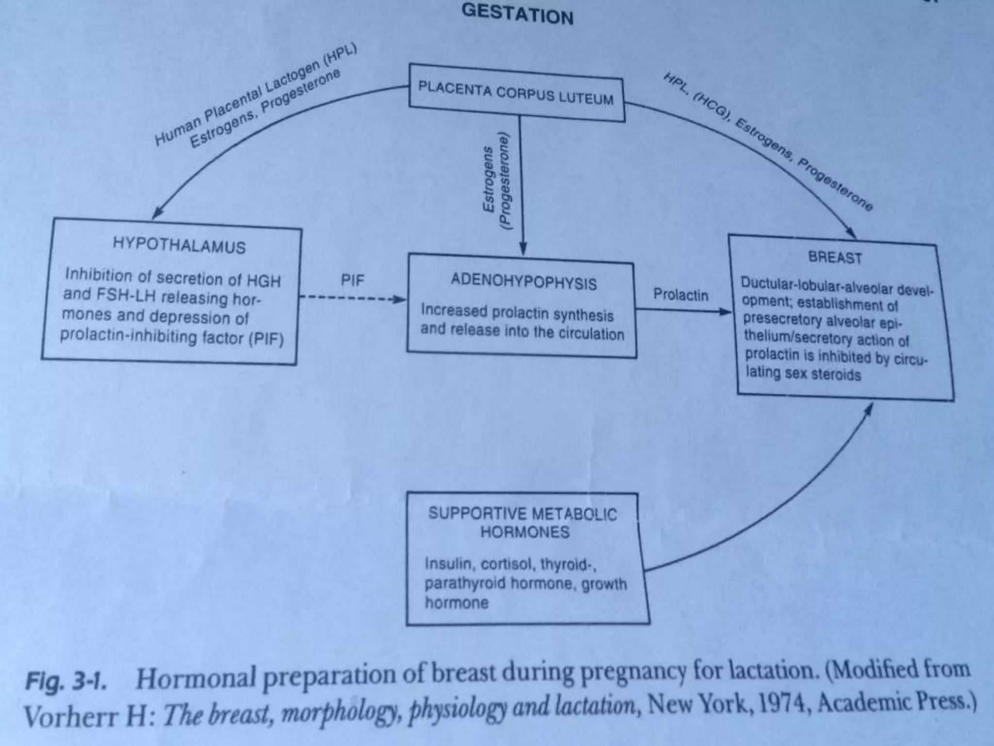 Physiology of lactation | PPTX