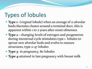 Physiology of lactation | PPTX