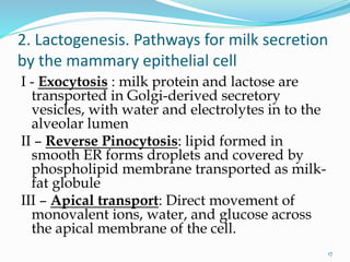 Physiology of lactation | PPTX