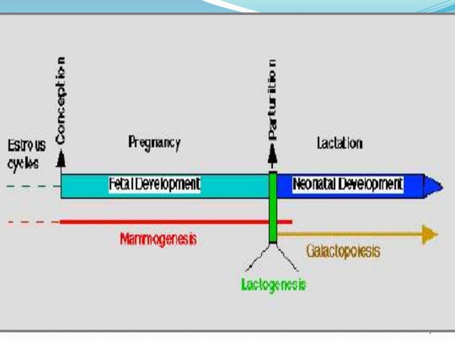 Physiology of lactation | PPTX