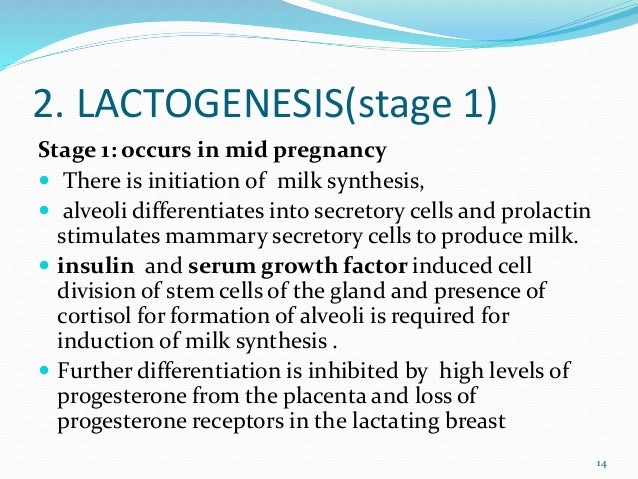 Physiology of lactation