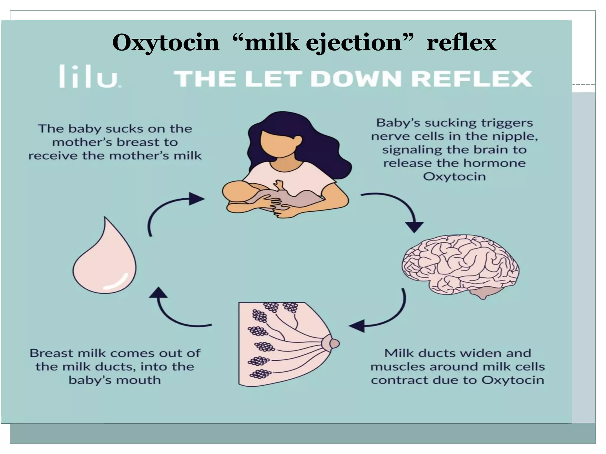 Physiology of lactation | PDF