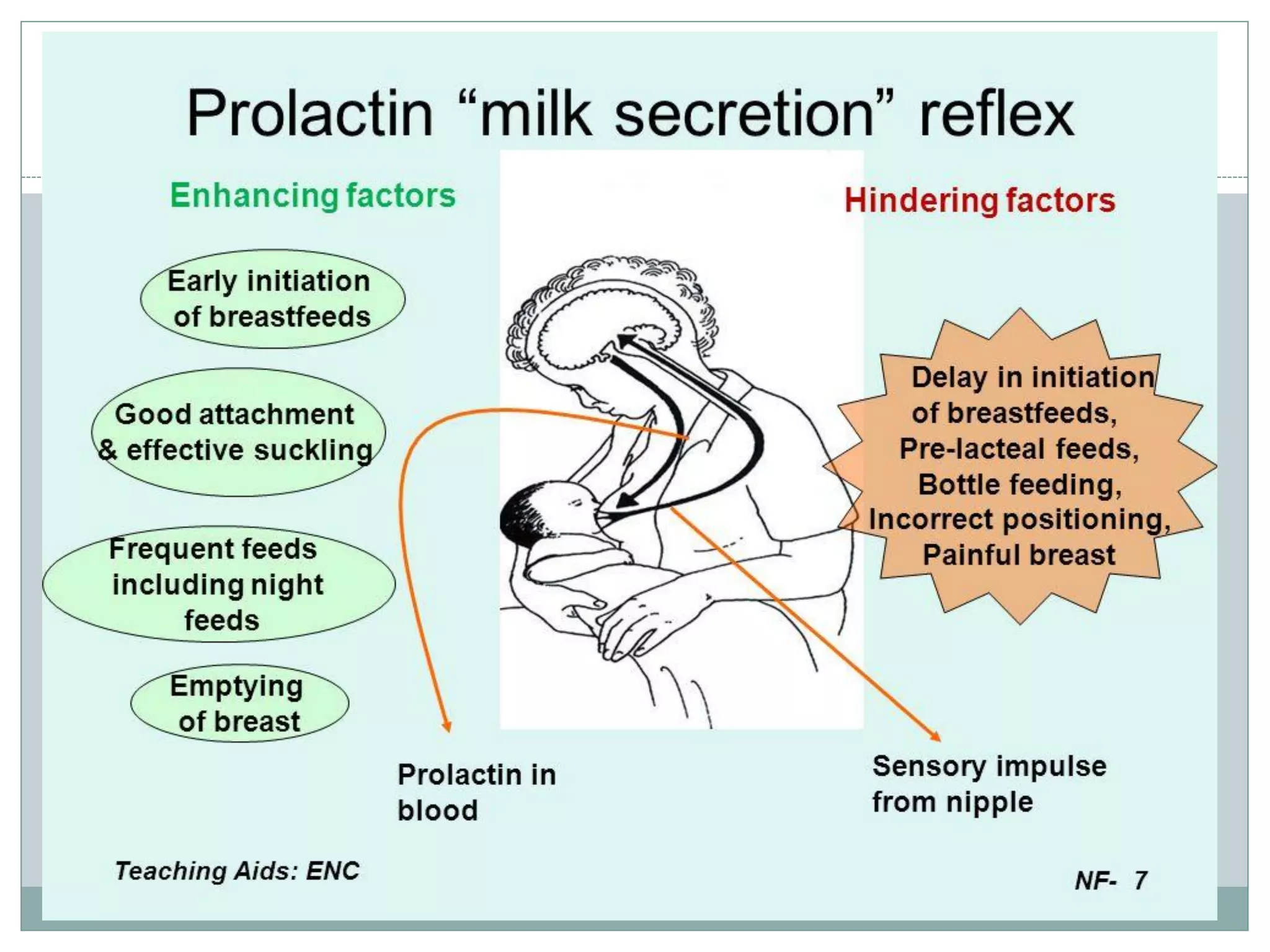 Physiology Of Lactation Pdf