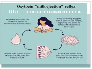 Physiology of lactation | PDF | Pregnancy | Reproductive Health