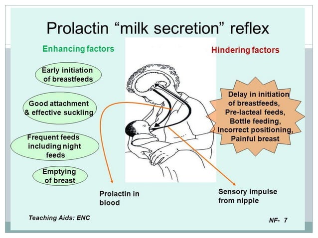 Physiology of lactation