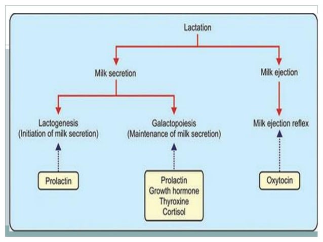Physiology of lactation