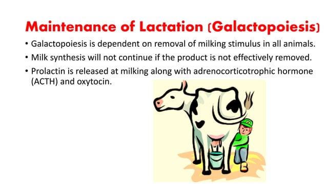 PHYSIOLOGY OF LACTION IN ANIMALS.pdf