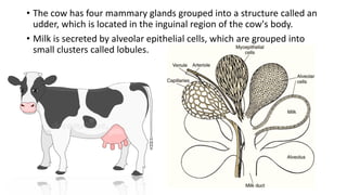 PHYSIOLOGY OF LACTION IN ANIMALS.pdf