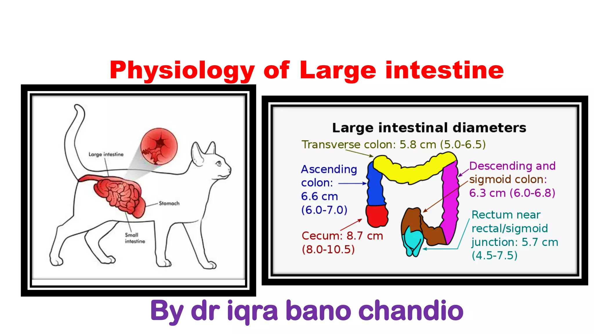 PHYSIOLOGY OF LARGE INTESTINE.pdf
