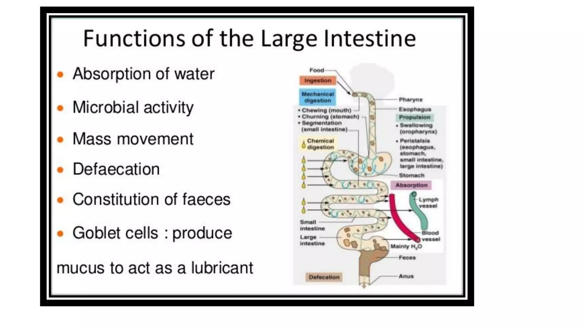 PHYSIOLOGY OF LARGE INTESTINE.pdf | Biological Sciences | Science