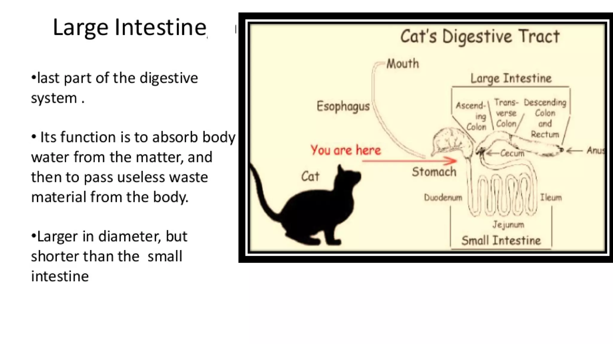 PHYSIOLOGY OF LARGE INTESTINE.pdf | Biological Sciences | Science